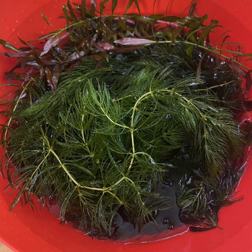 Аквариумная прополка