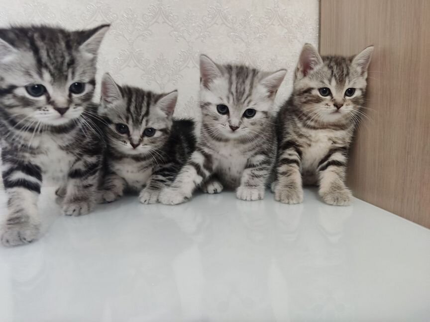 Кошки породистые