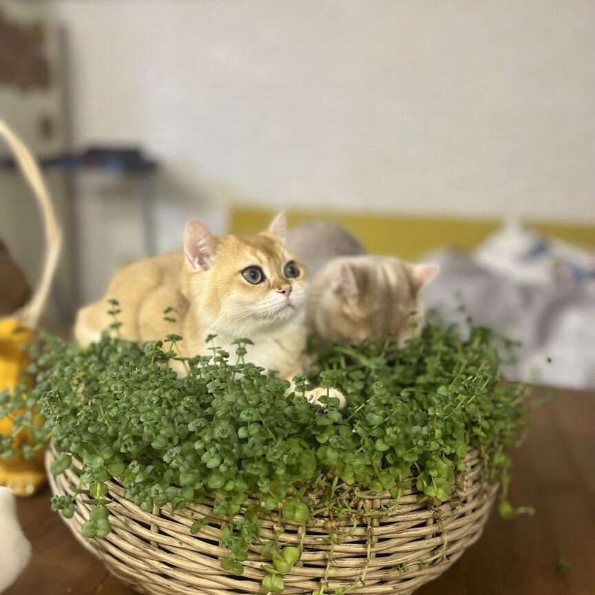 Британская шиншилла