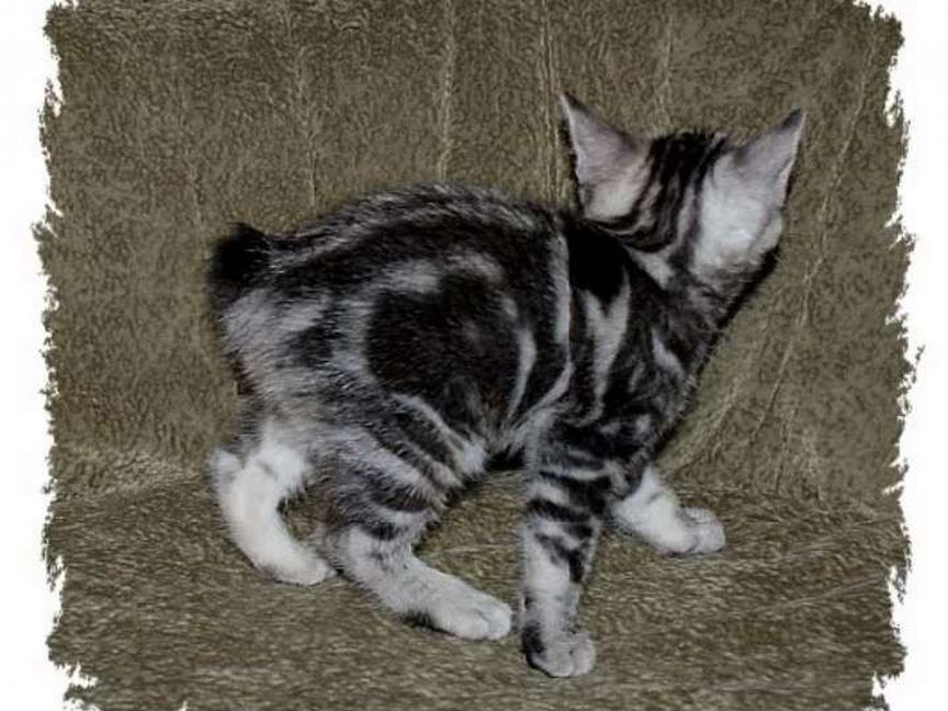 Курильский бобтейл