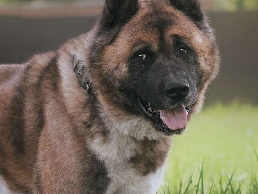 Американская акита