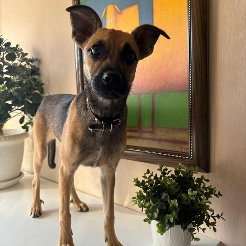 Щенок подросток девочка ищет дом