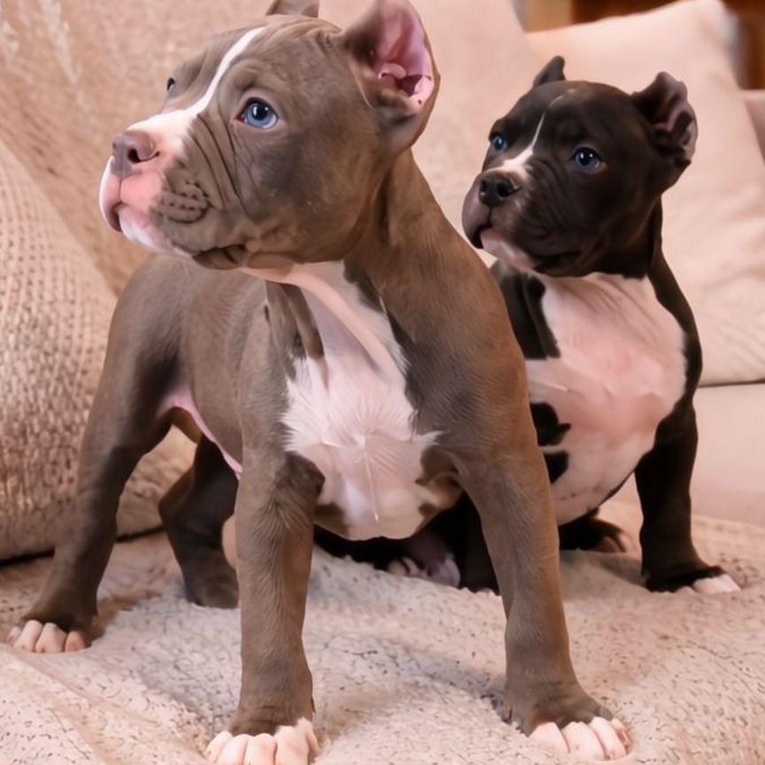 Американский булли, щенок