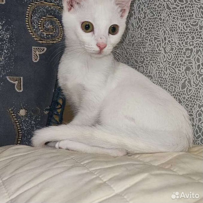 Котенок метис турецкая ангора