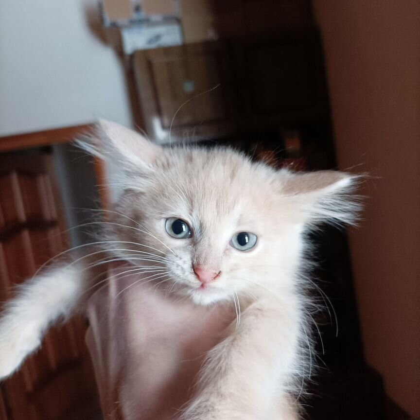 Отдадим котенка в добрые руки