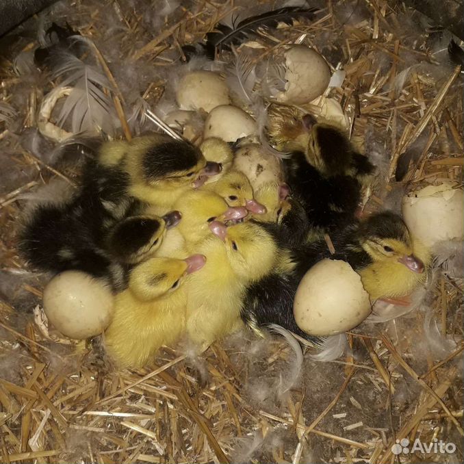 Индоутята суточные