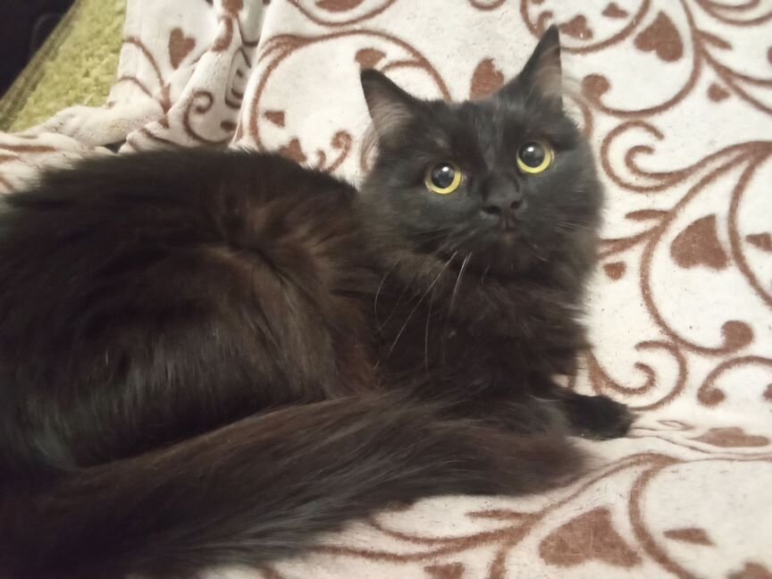 Кошка черная