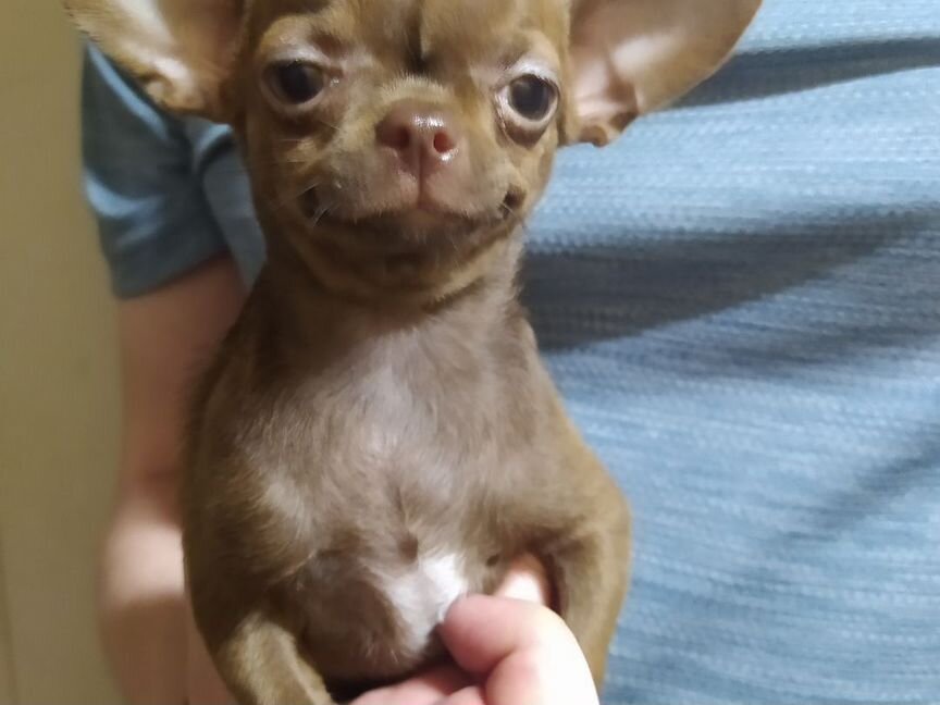 Карманная шоколадная девочка