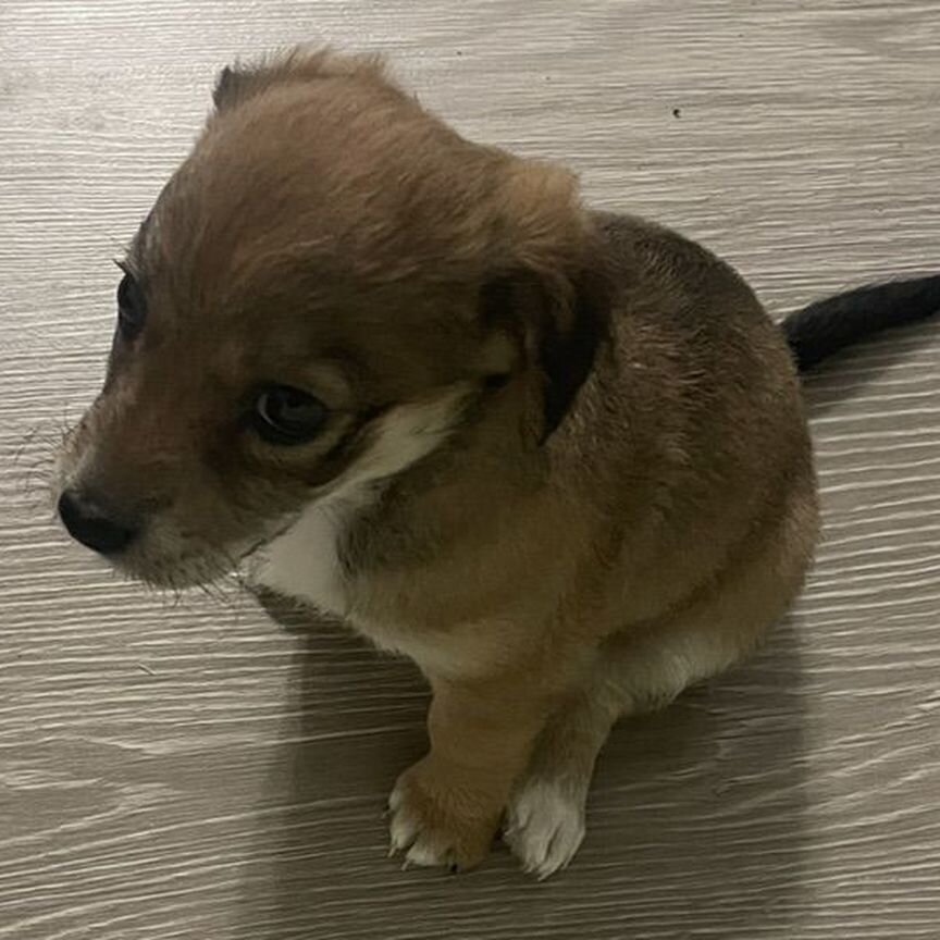 Щенок джек рассел терьер