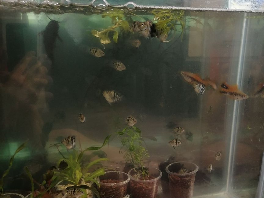 Аквариумные рыбки