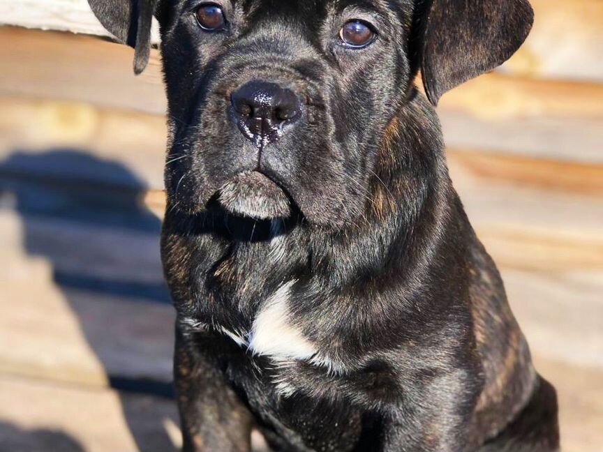 Шикарные щенки кане корсо