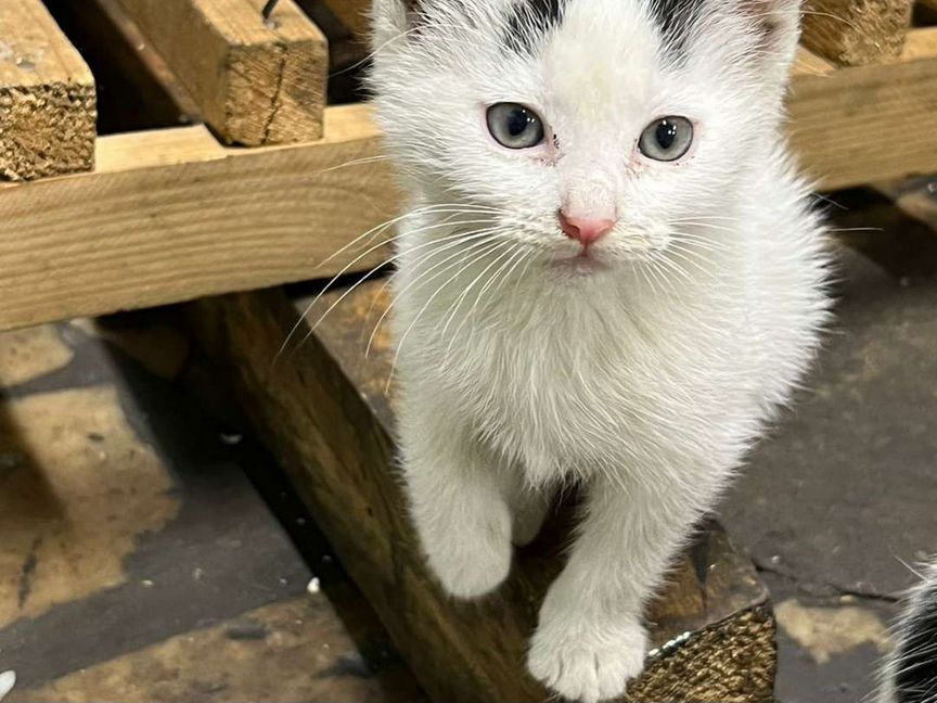 Котенок мальчик