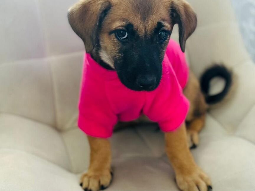 Щенок Марта в самые добрые руки