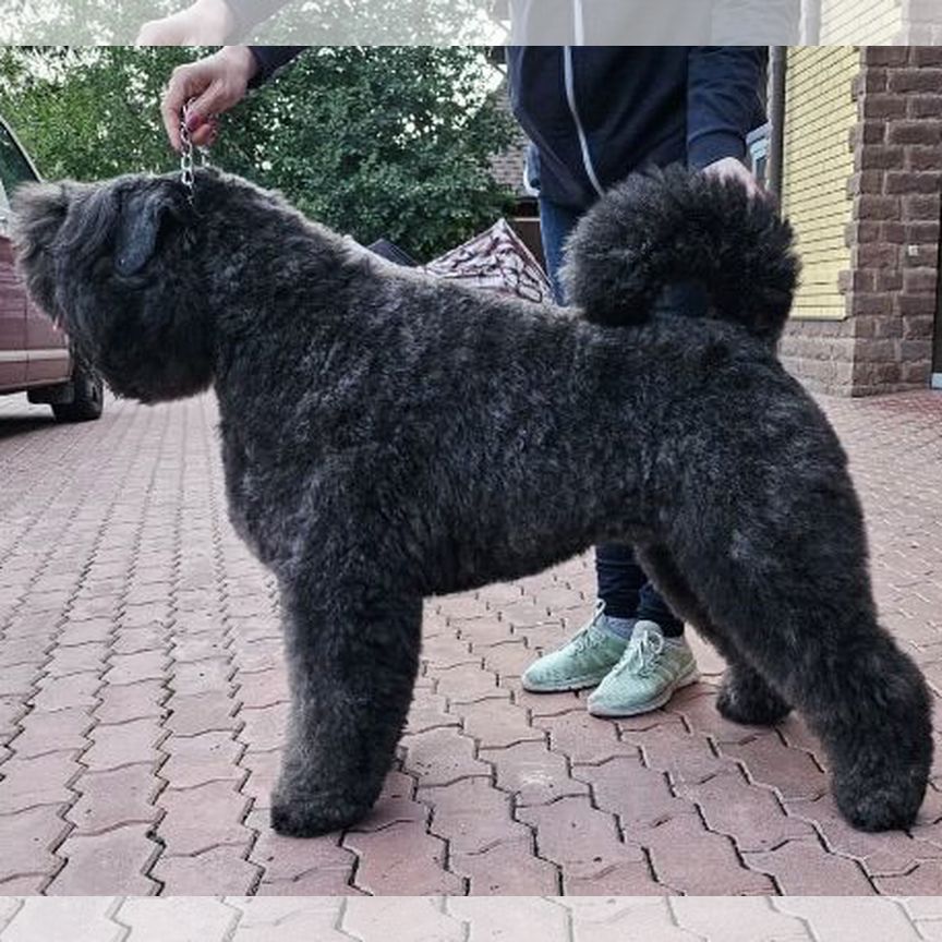 Фландрский бувье, щенок