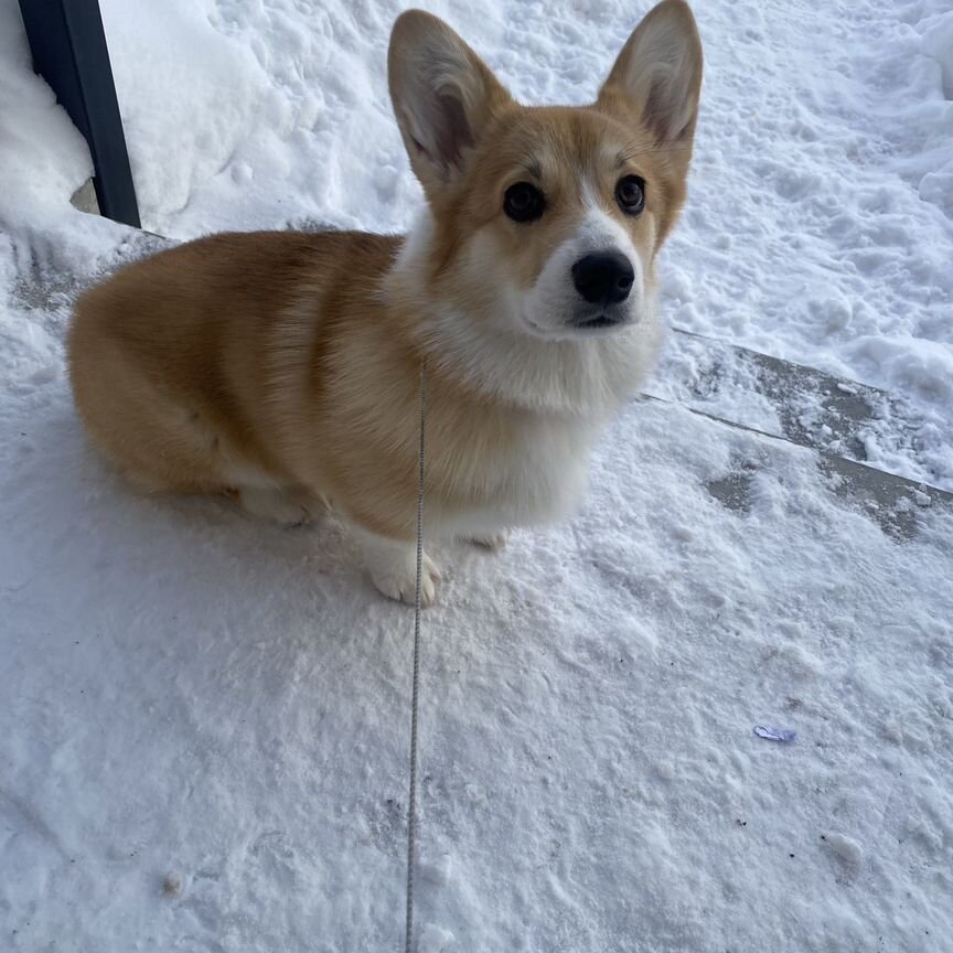 Щенок Корги