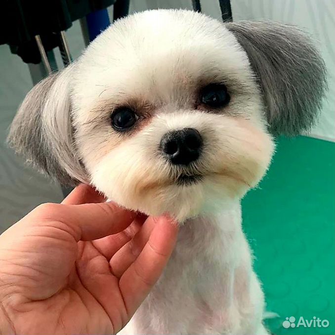 Бивер детки