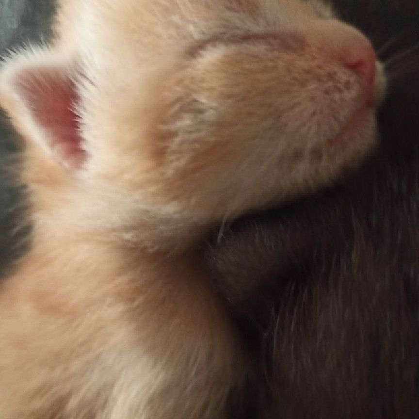 Рыжий кот элитный