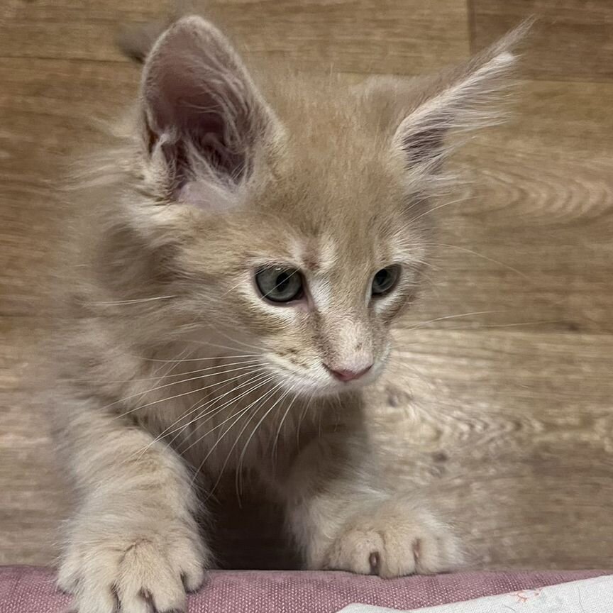 Мейн-кун котёнок