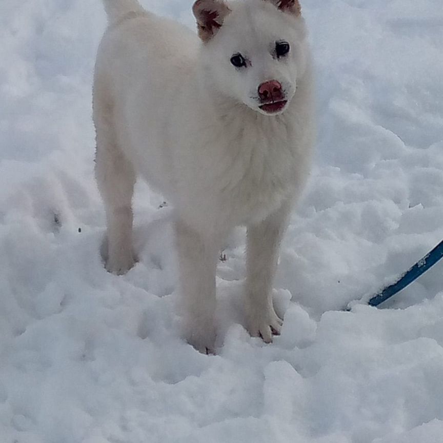 Нашли собаку
