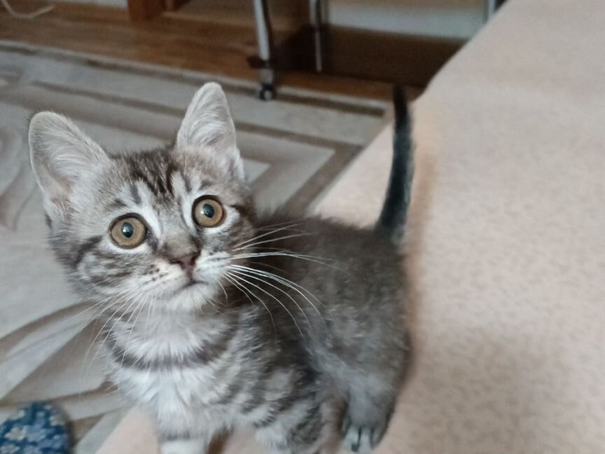 Котенок