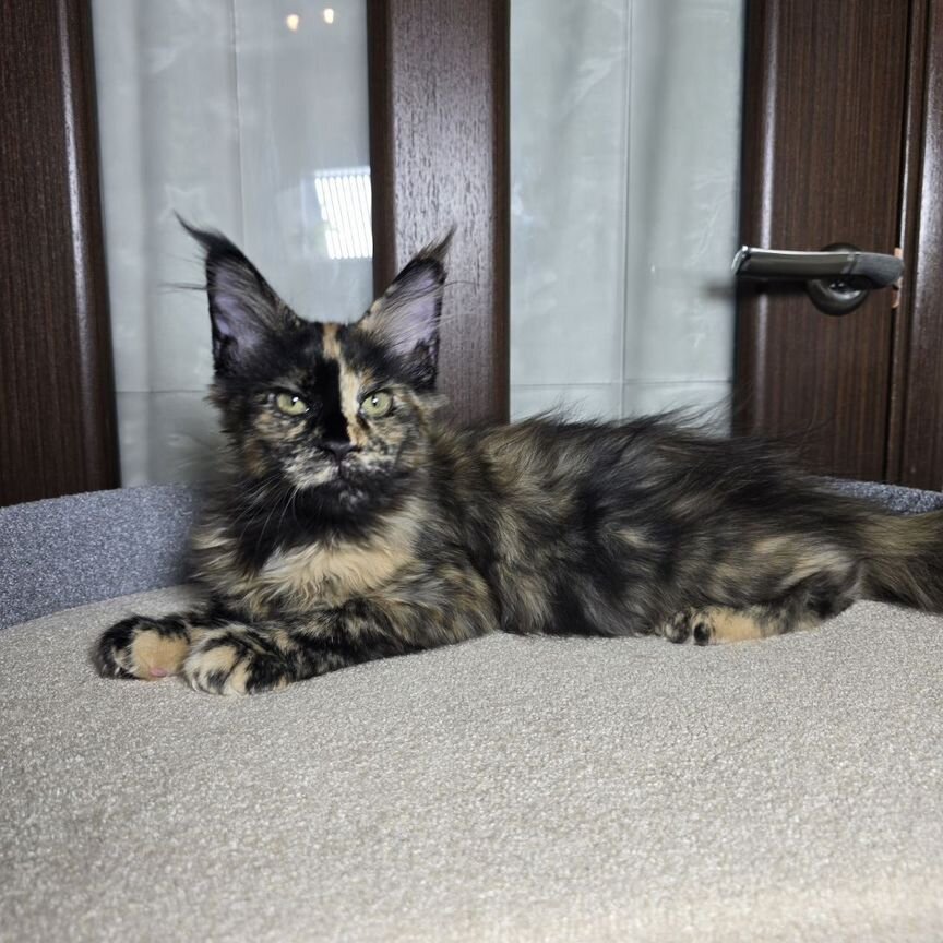 Котята мейн-кун