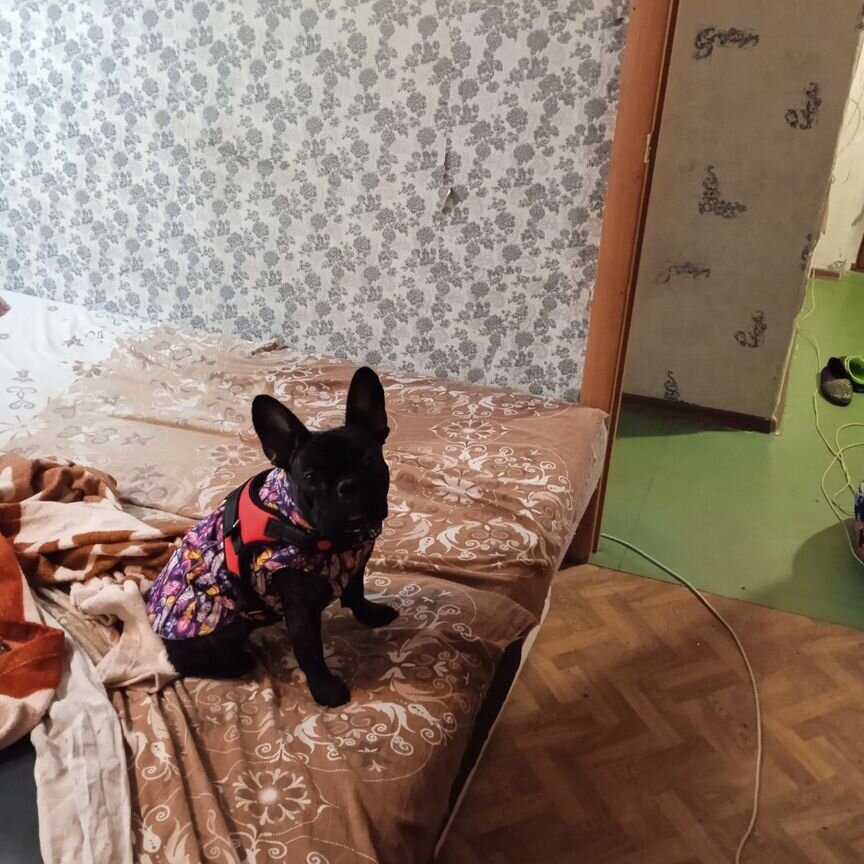 Собака французский бульдог девочка