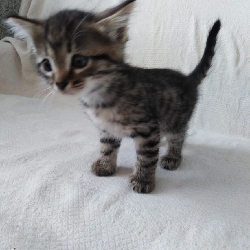 Отдам в добрые руки котят