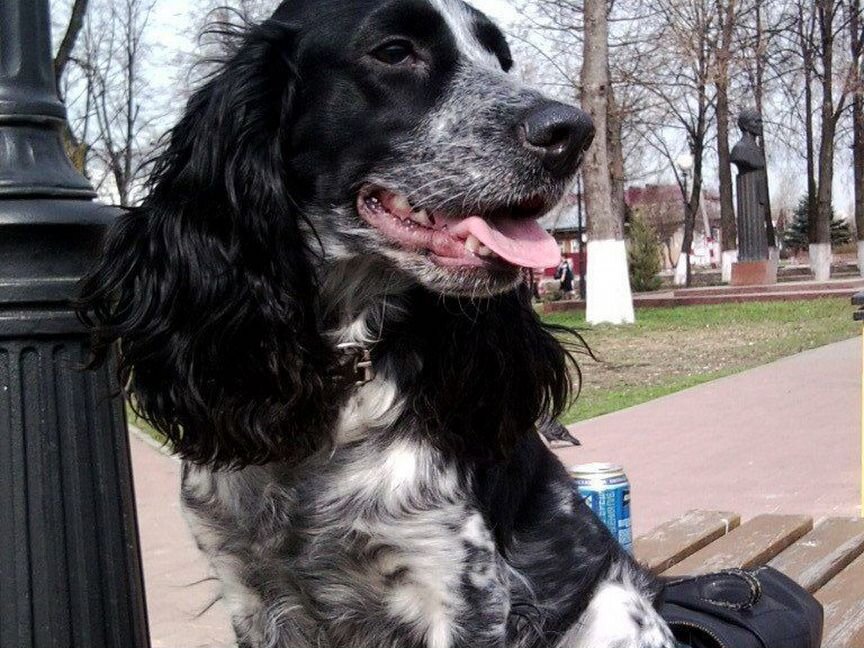 Щенки русского охотничего спаниеля