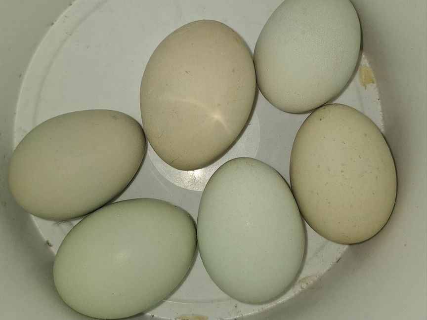 Инкубационное яйцо породистых кур Сильверудд блю