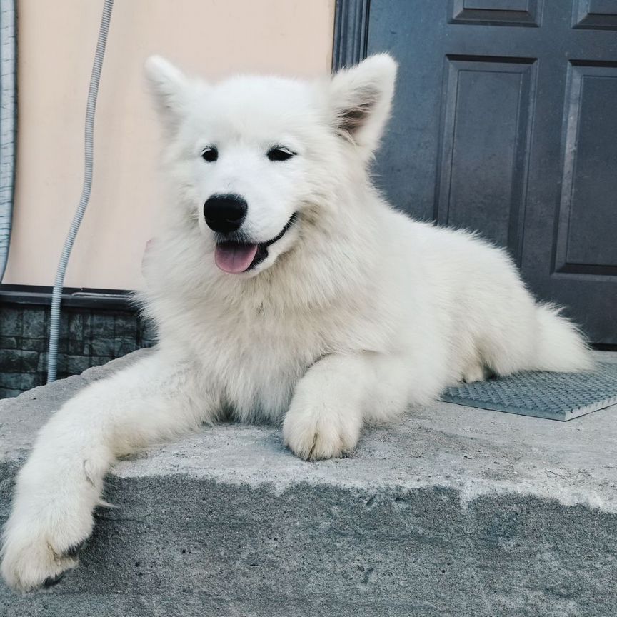 Мальчики самоеда