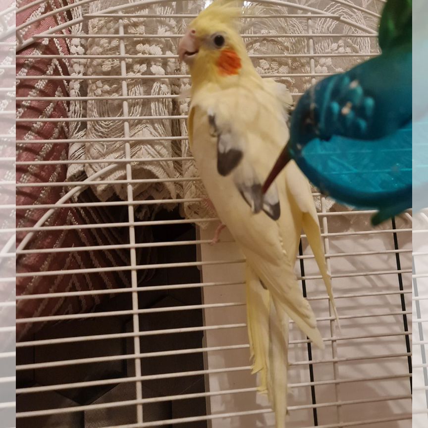 Попугай корелла с клеткой