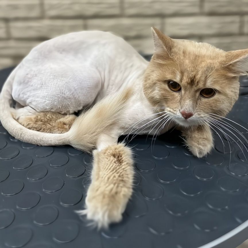 Взрослая кошка в добрые руки