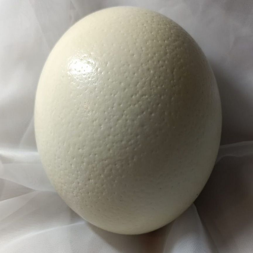 Страусиное яйцо