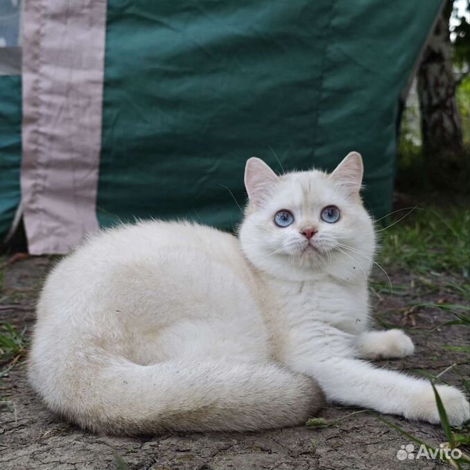 Британская золотая шиншилла Пойнт