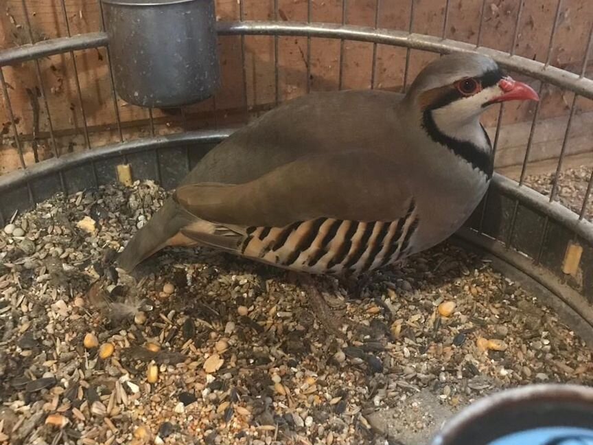 Кеклик (самка )