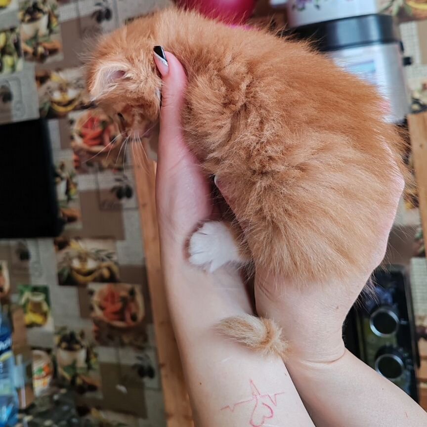 Котята в добрые руки бесплатно мальчик
