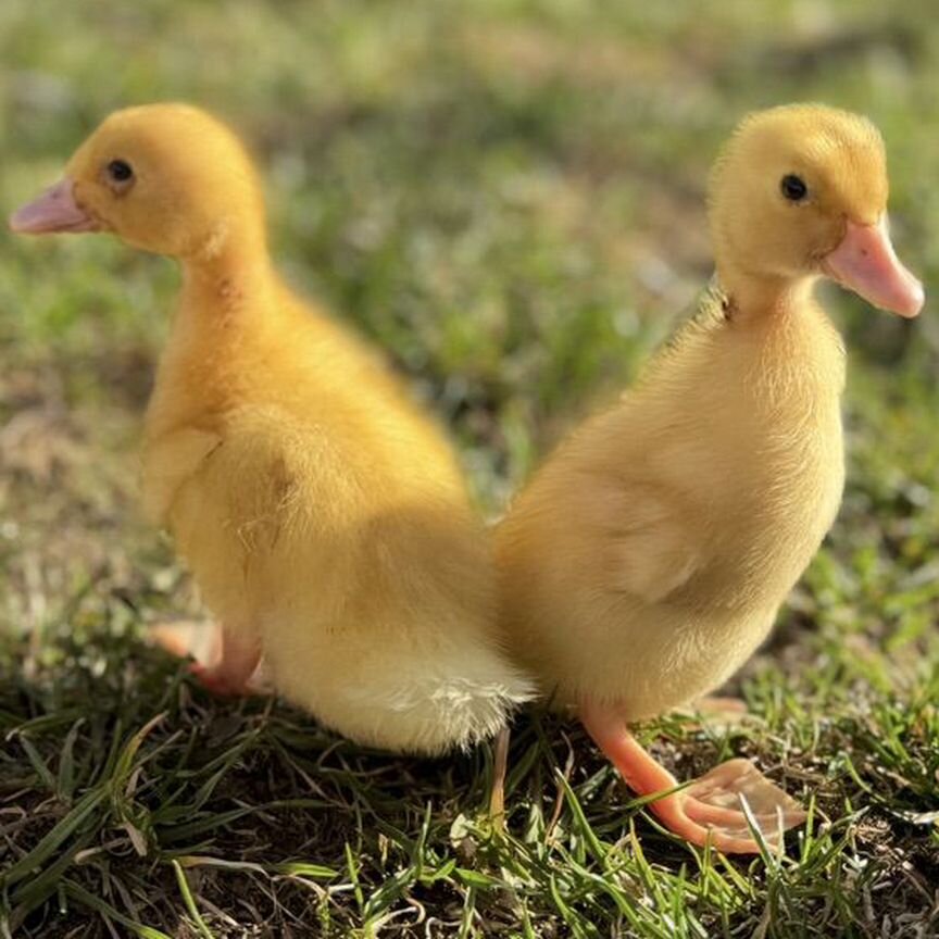 Гуси/утки/индоутки