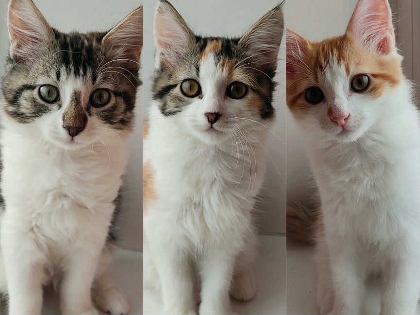 Котята курильский бобтейл