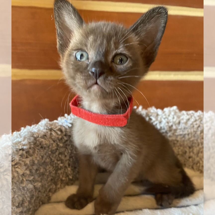 Европейский бурманский котёнок