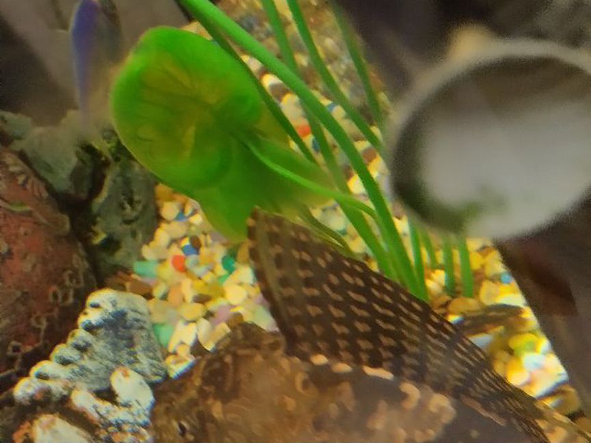 Сом прилипала, взрослый