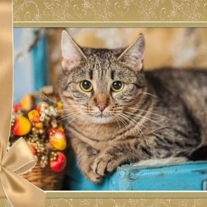 Кошка Ежевика из приюта