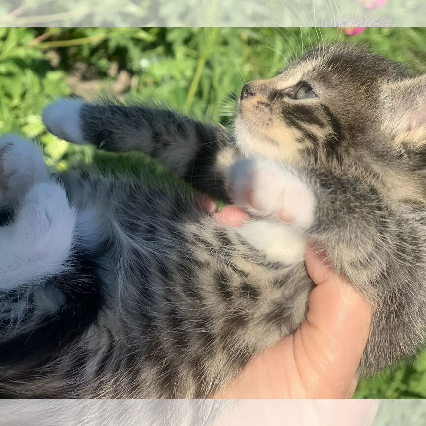 Котёнок в добрые руки