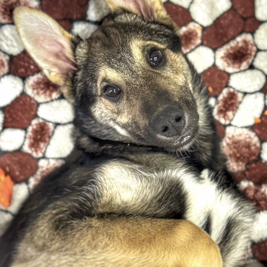 Щенок чистокровной дворняги