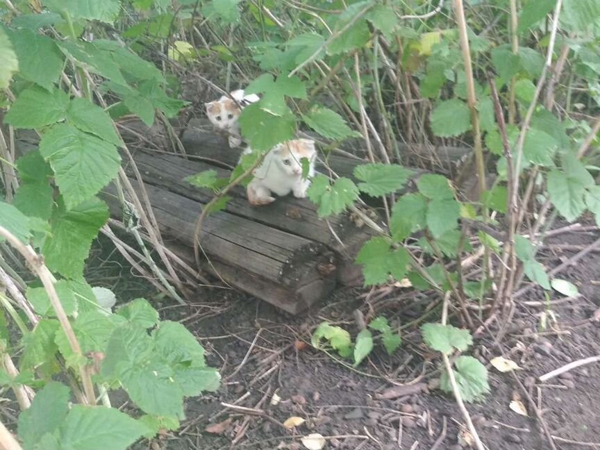 Котята в добрые руки бесплатно