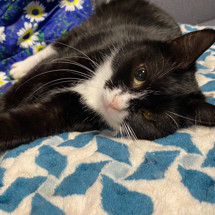 Кошка Корнелия из приюта мечтает о доме