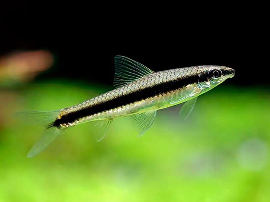 Сиамский водорослеед