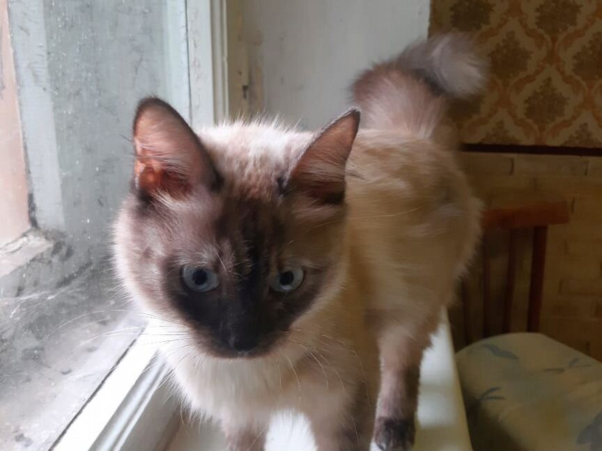 Отдаем в добрые руки