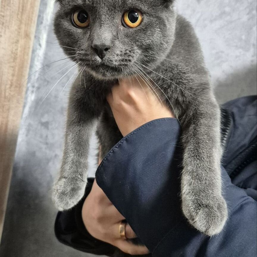 Британский вислоухий кот