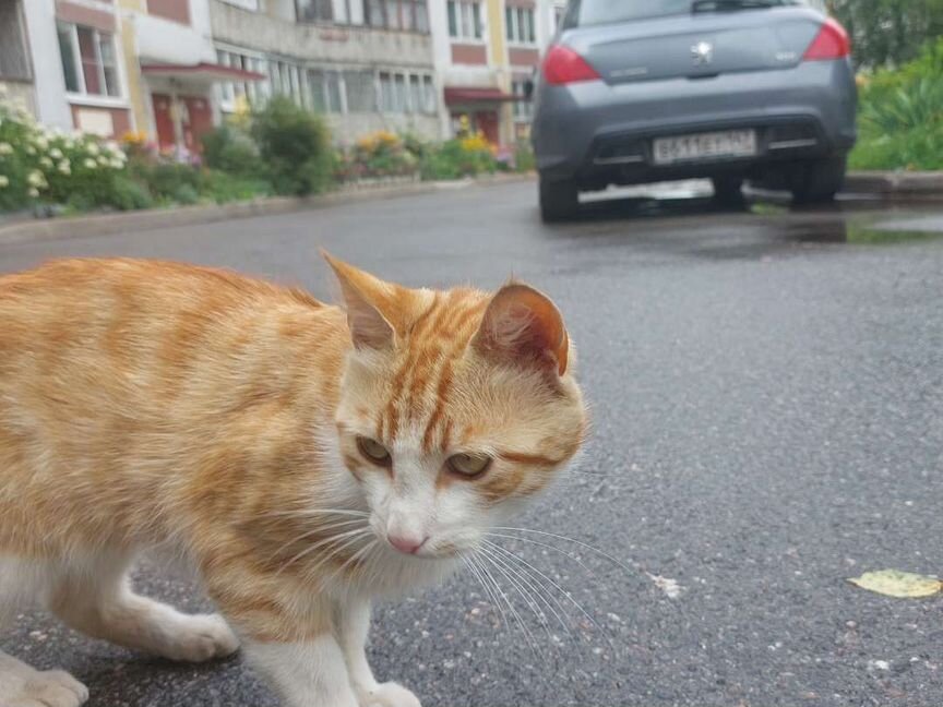 Рыжий кот ищет дом