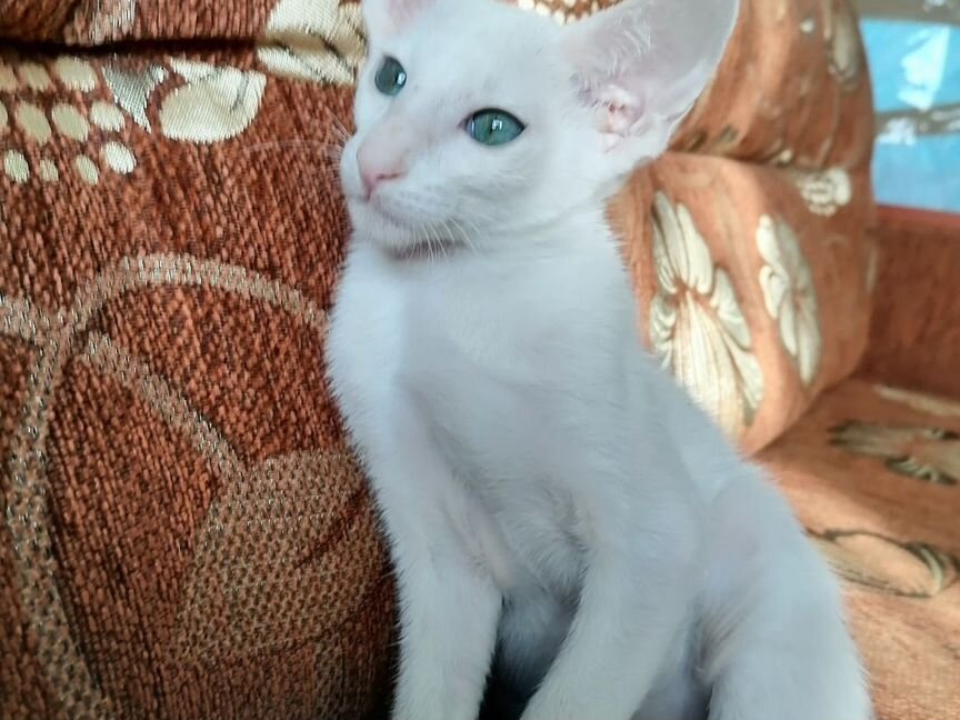 Ориентальный котенок